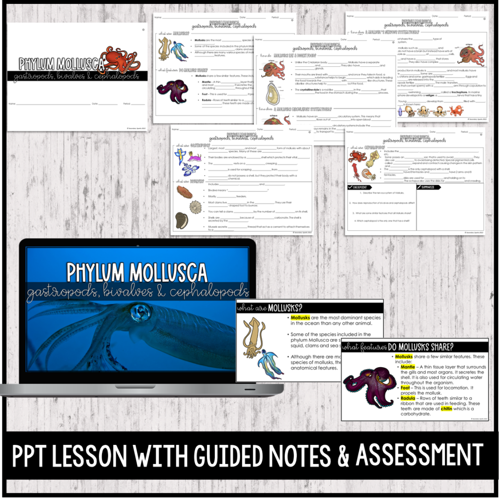 Phylum Mollusca Unit Bundle - Secondary Sparks