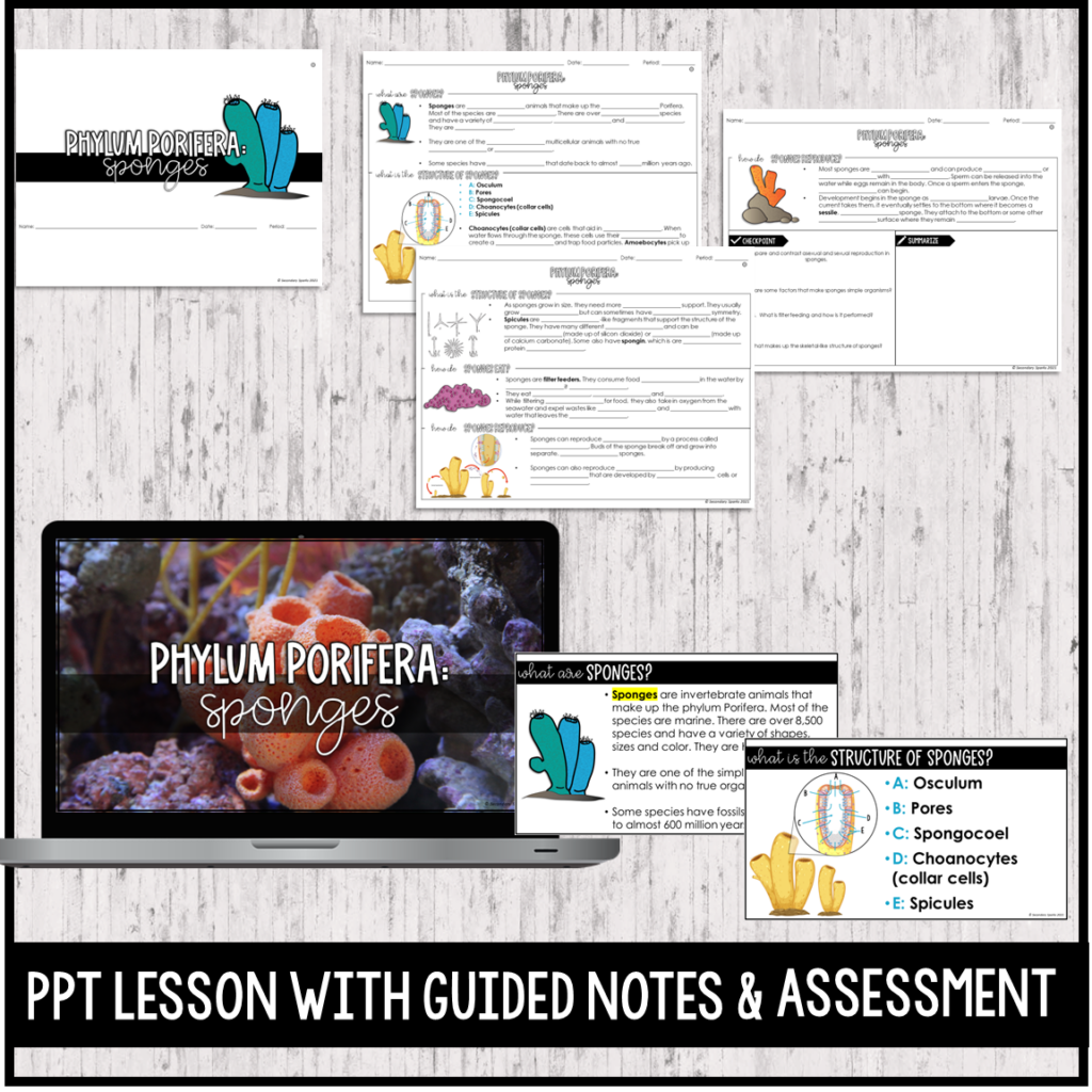 Phylum Porifera: Marine Sponges Unit Bundle - Secondary Sparks