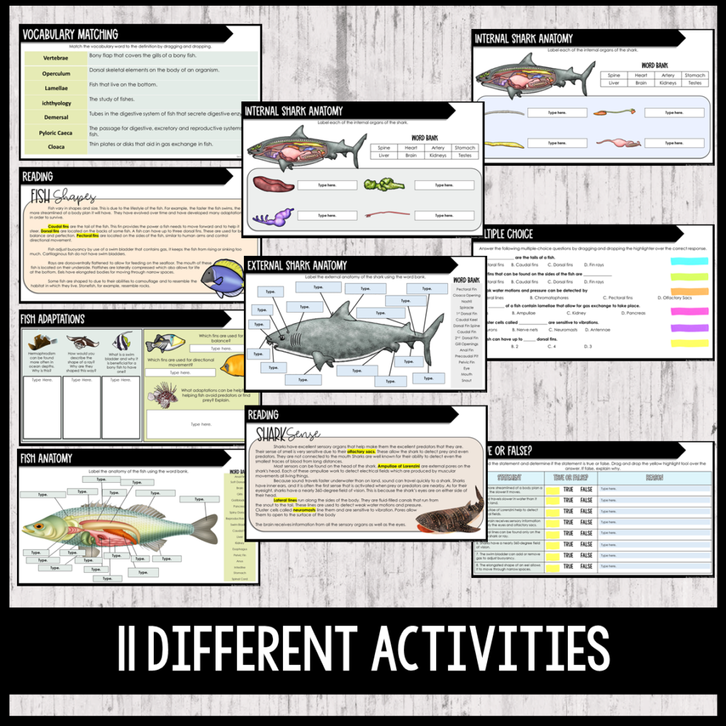 Fish and Sharks Google Slides™ and Print Activities - Secondary Sparks